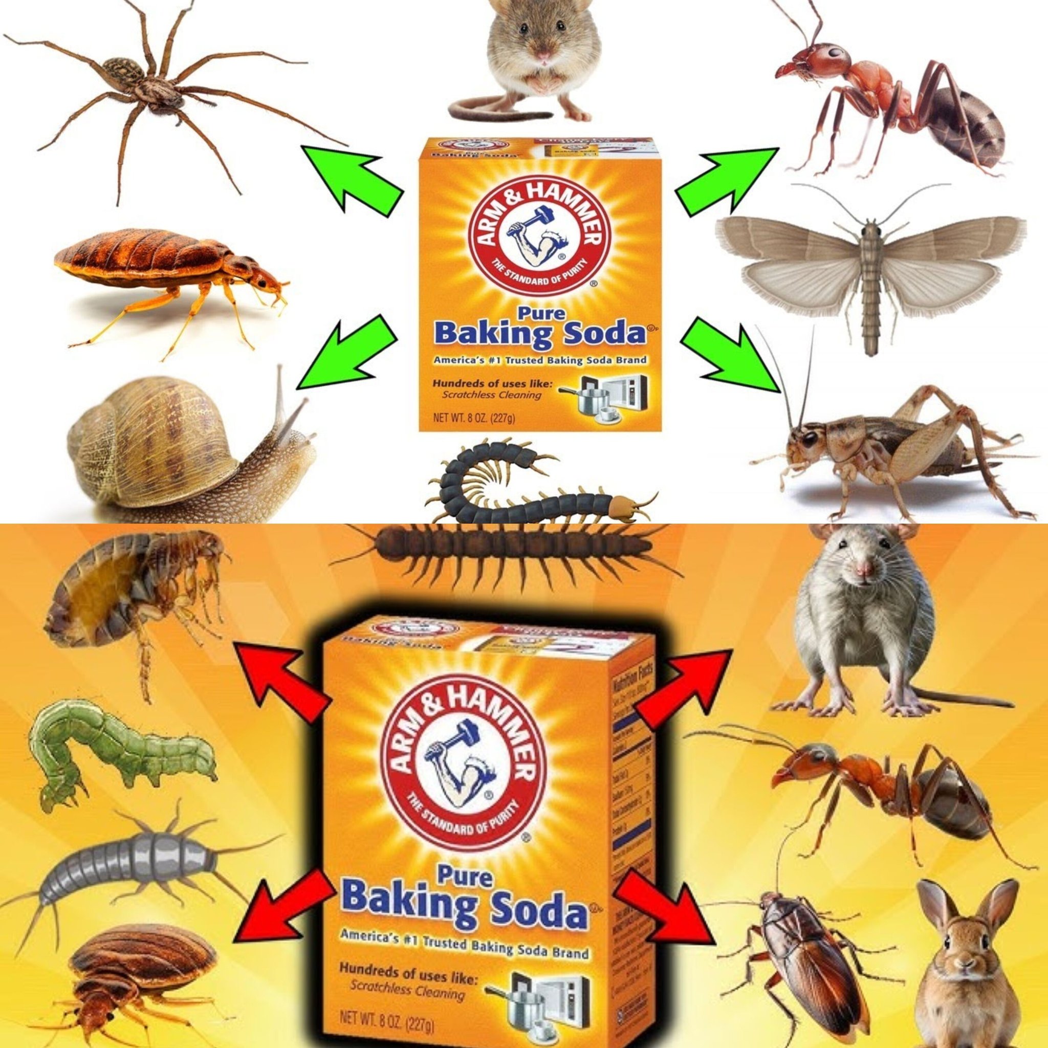 The Wonders of Baking Soda in Natural Pest Control – Bliss Garden