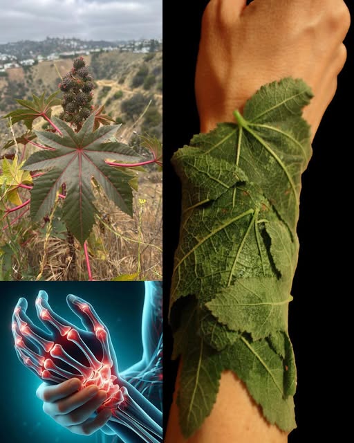 10 Powerful Benefits of Castor Leaves You Probably Didn’t Know About ...